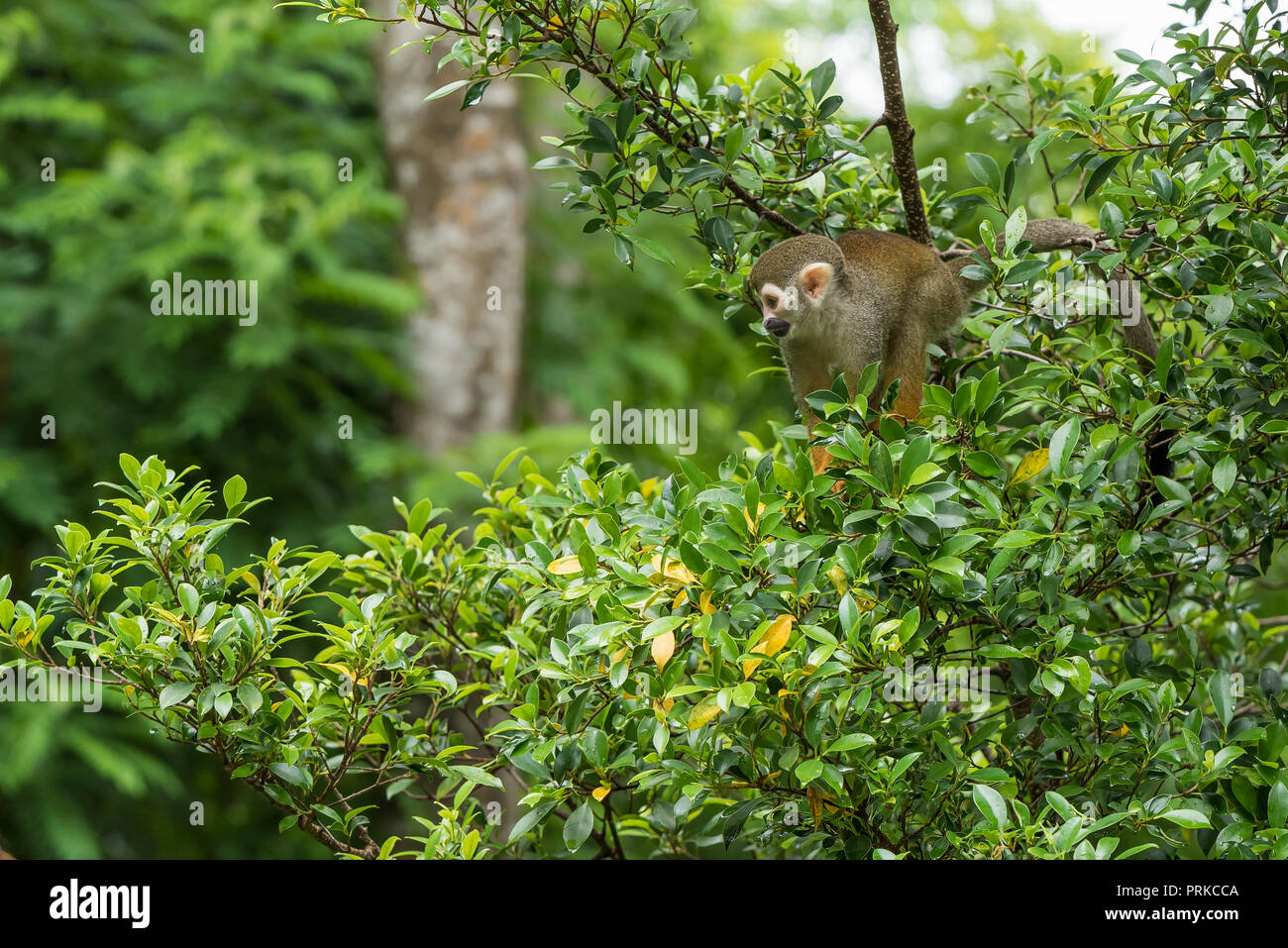 Monkey stand hi-res stock photography and images - Alamy