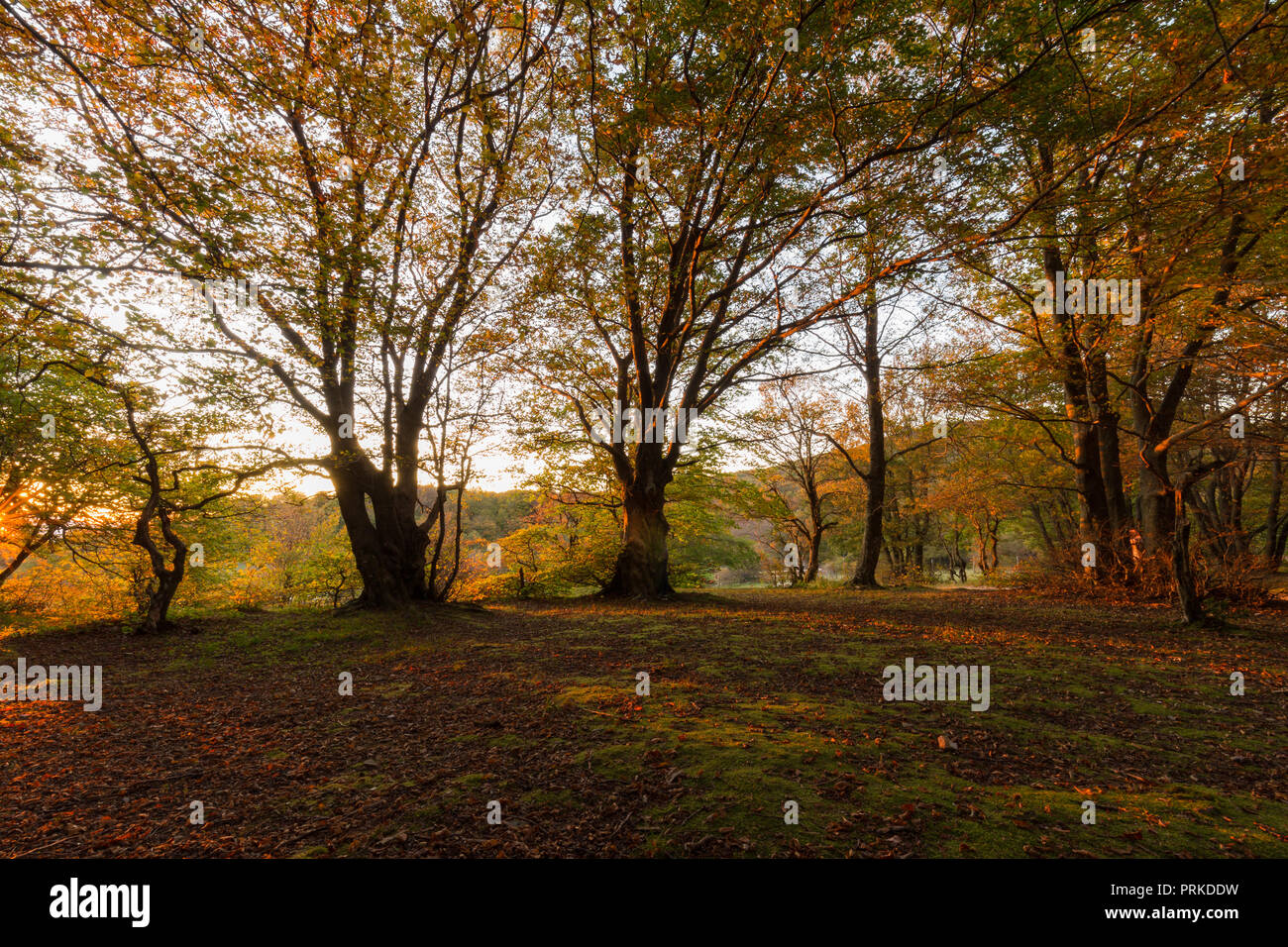 Beech trees in Canfaito forest (Marche, Italy) at sunset with warm ...