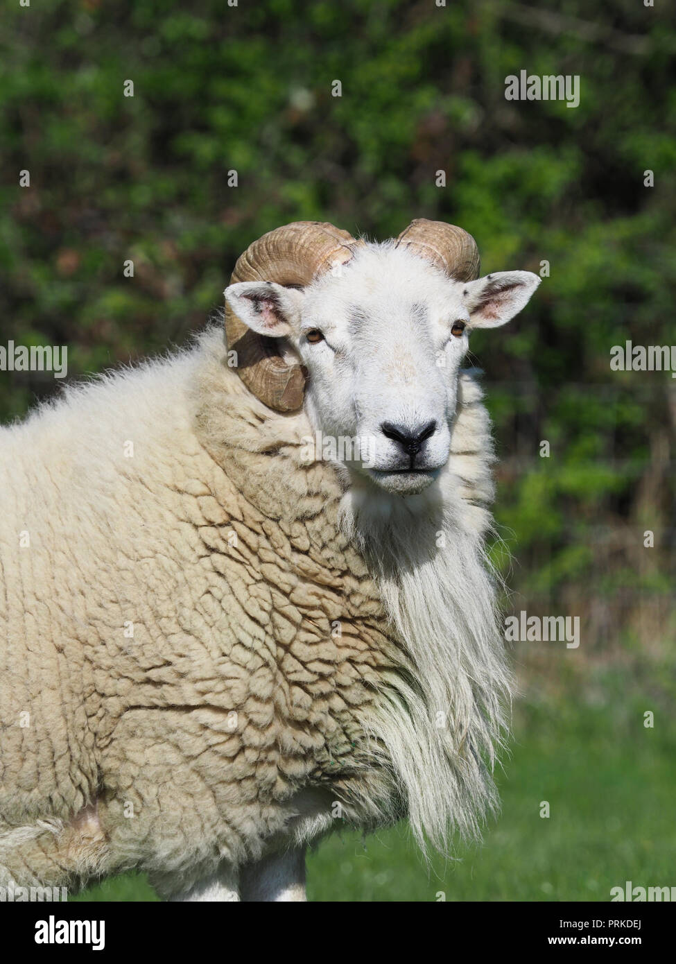A head shot of a large ram with curly horns Stock Photo - Alamy