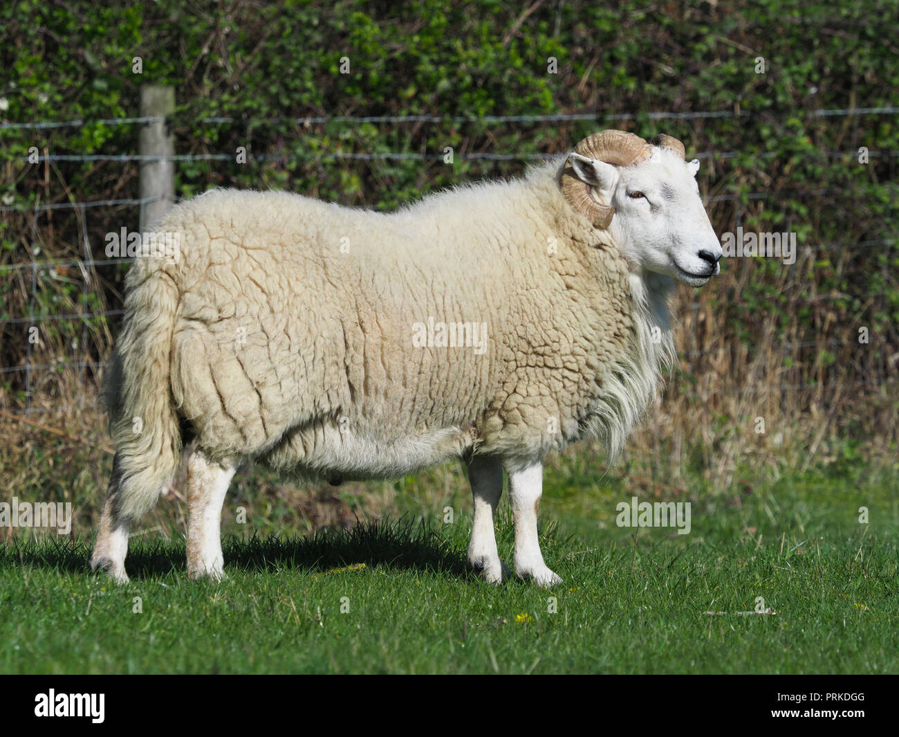 Ram with curly horns hi-res stock photography and images - Alamy