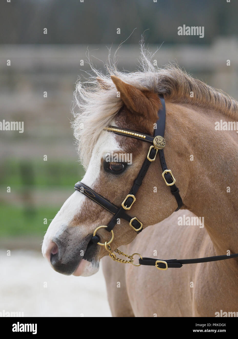 A head shot of a pretty pony in the show ring Stock Photo - Alamy