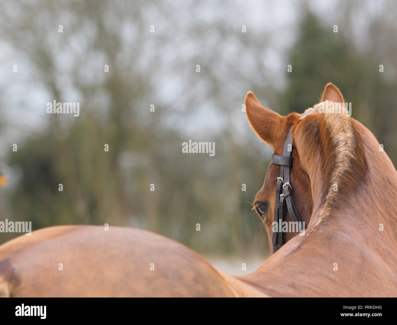 Taken from behind hi-res stock photography and images - Alamy