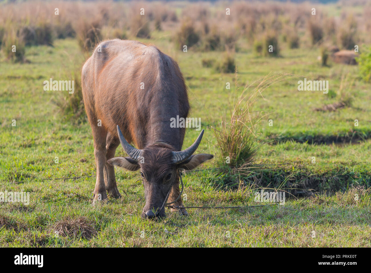 Thai young male baffalo standing in the field with morning sunlight ...