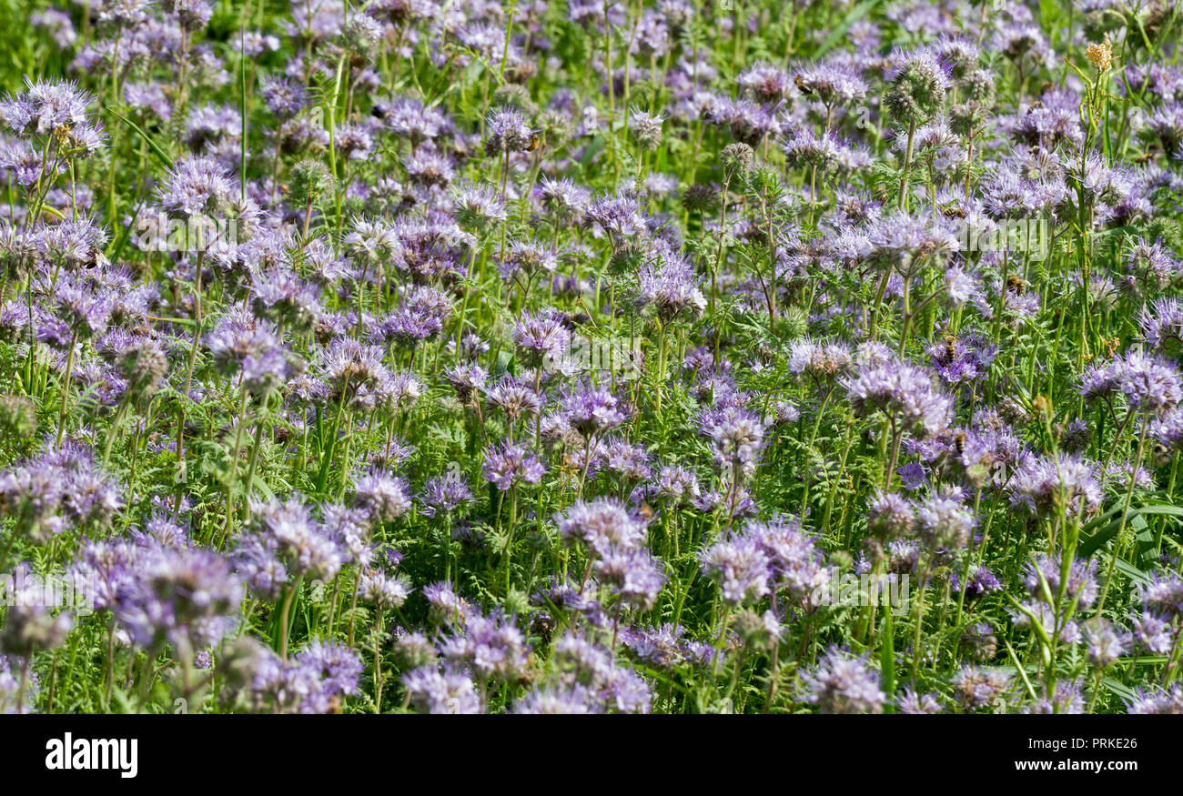 Field of honey plants phacelia Stock Photo - Alamy
