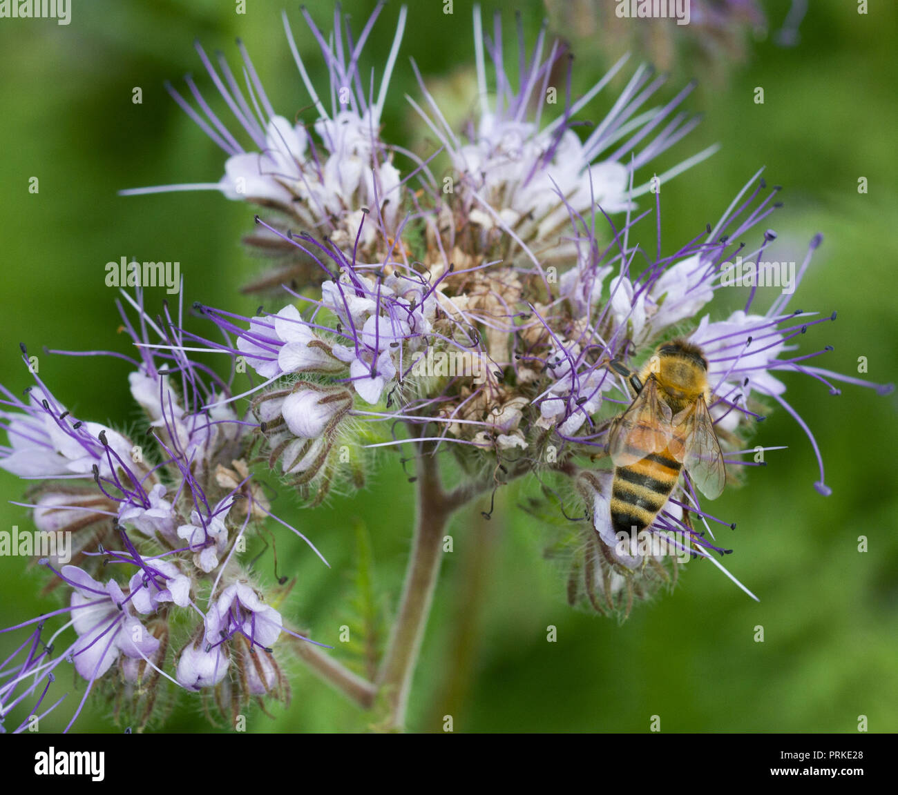 Honey bee on flower of phacelia Stock Photo - Alamy
