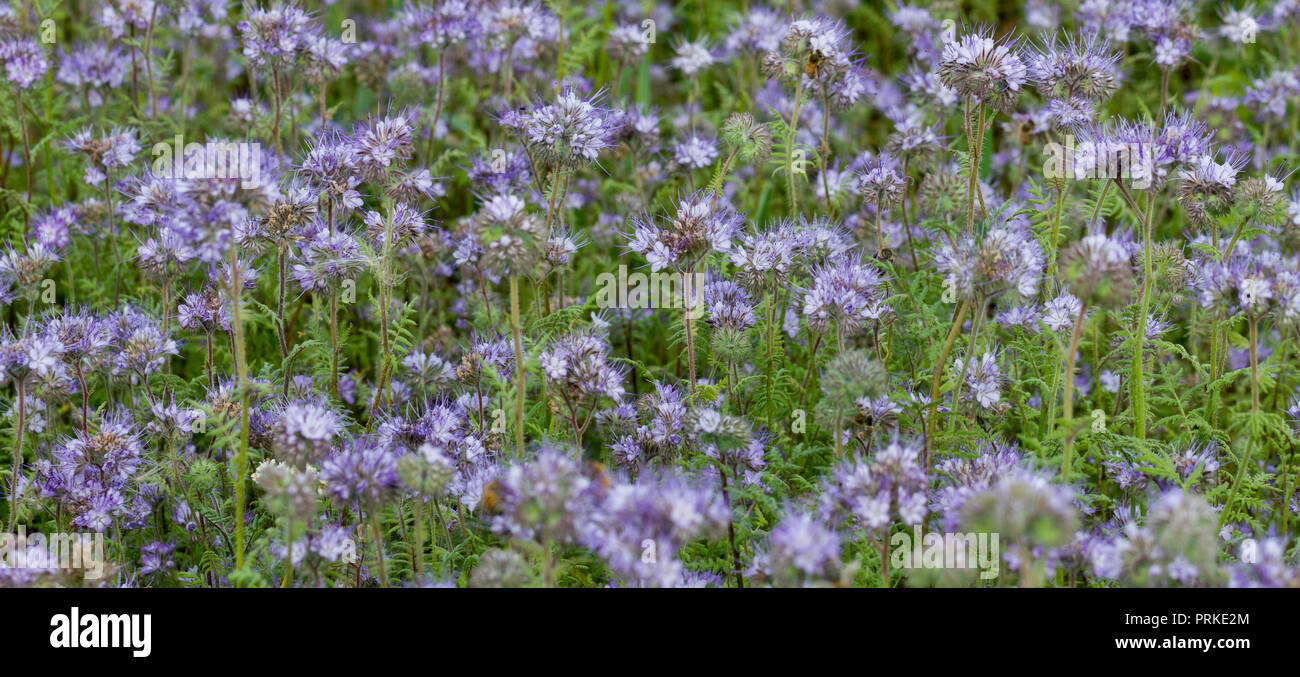 Field of honey plants phacelia Stock Photo - Alamy