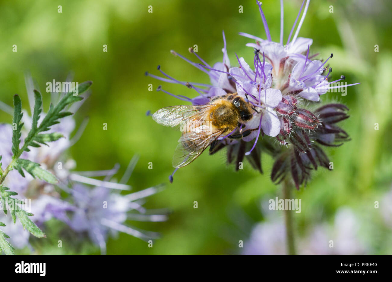 Honey bee on flower of phacelia Stock Photo - Alamy