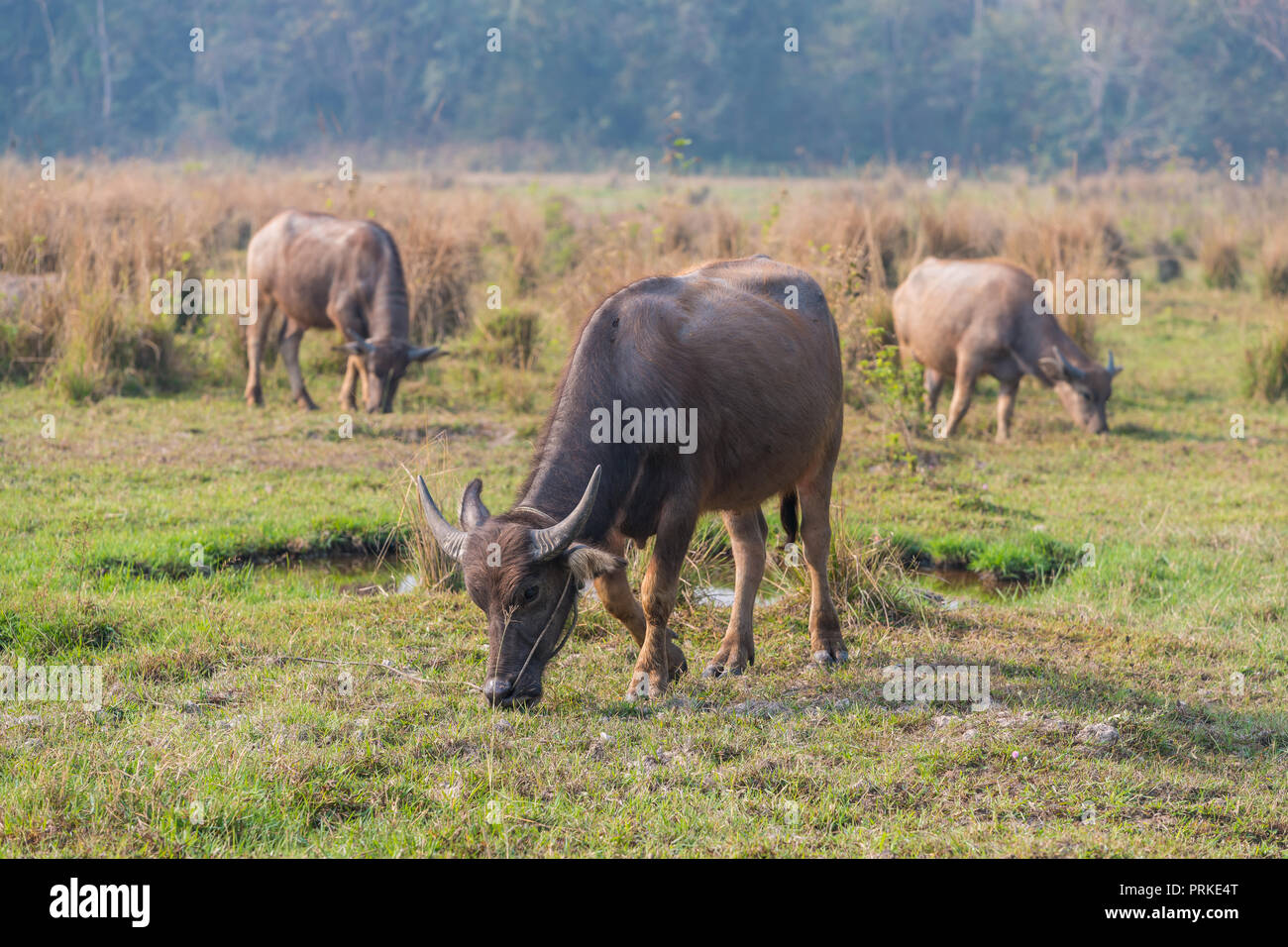 Thai young male baffalo standing in the field with morning sunlight ...