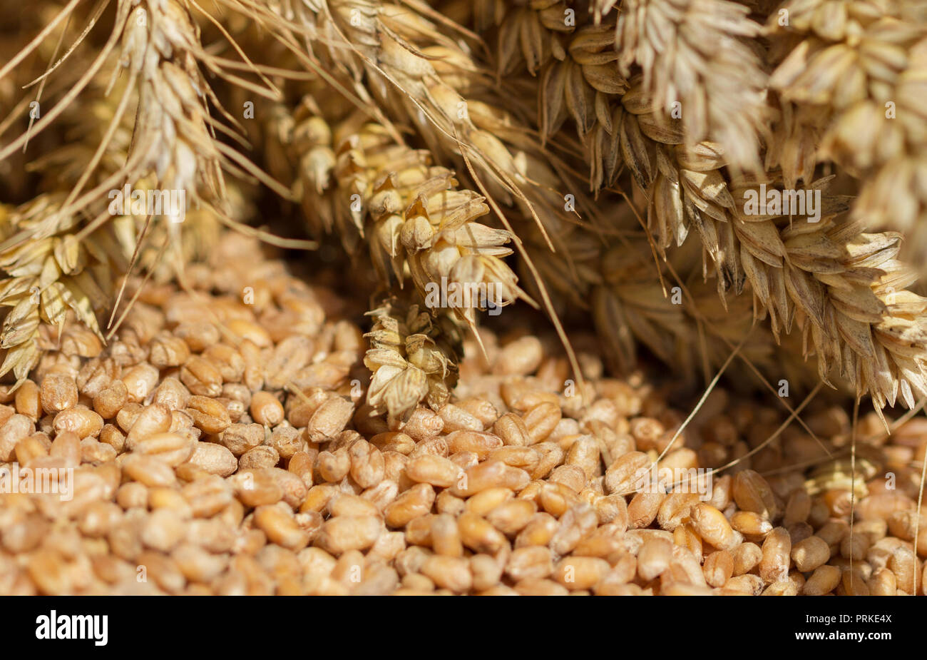 Natural surface of ripe grain Stock Photo - Alamy