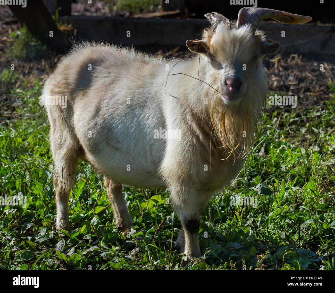Goat in dirty field hi-res stock photography and images - Alamy