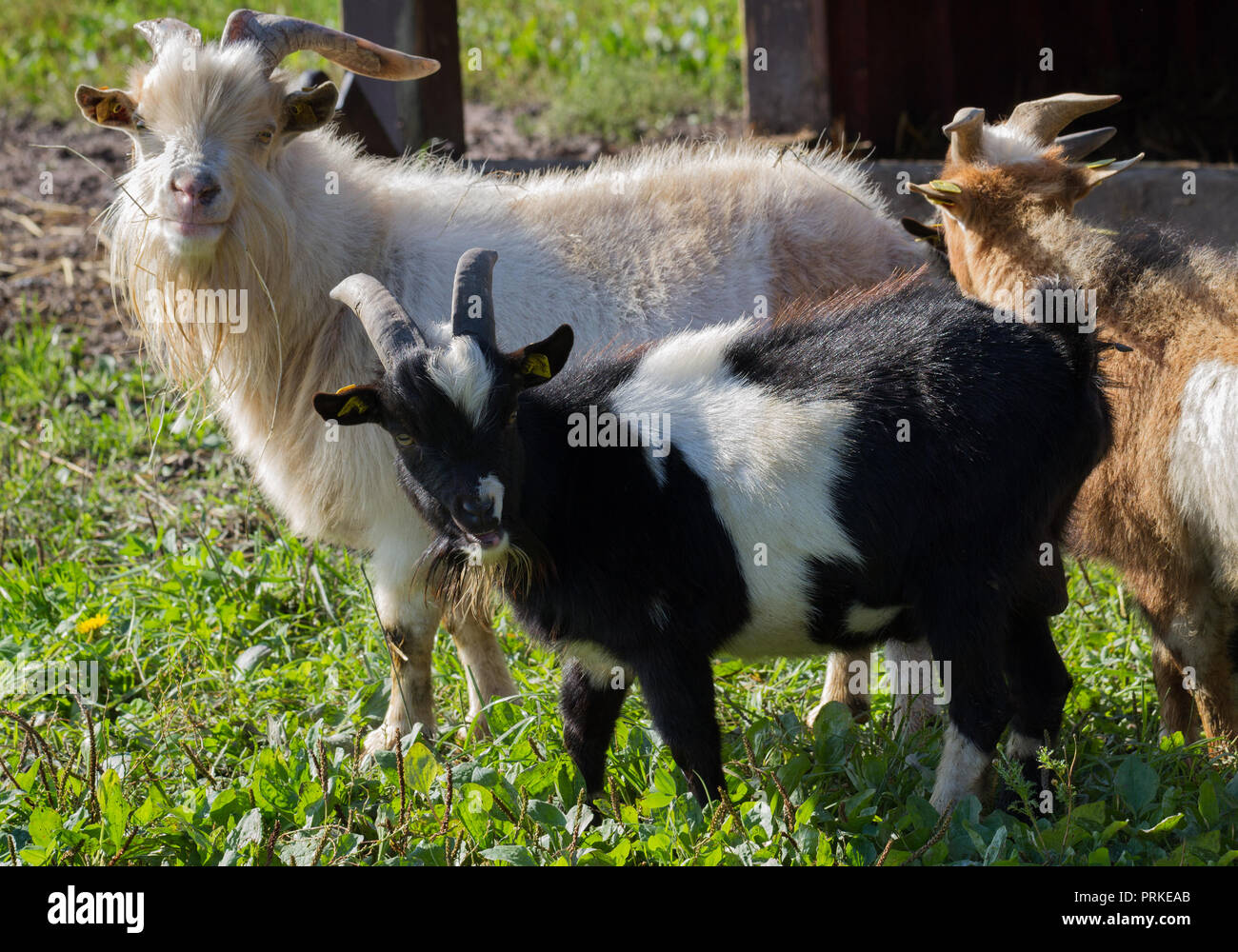 Goats in farm outside Stock Photo - Alamy
