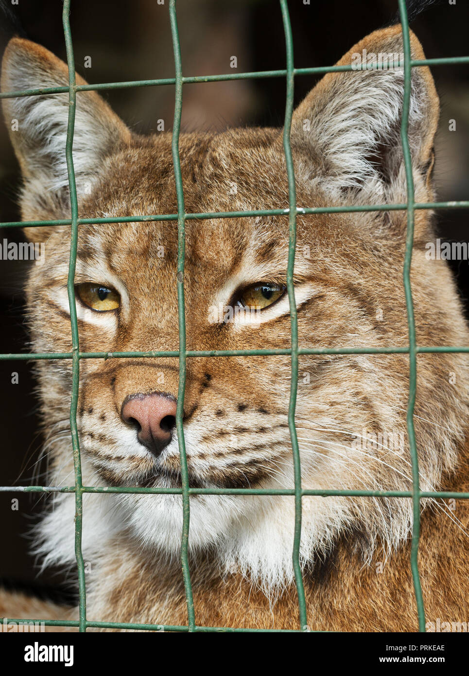 Lynx linx hi-res stock photography and images - Alamy