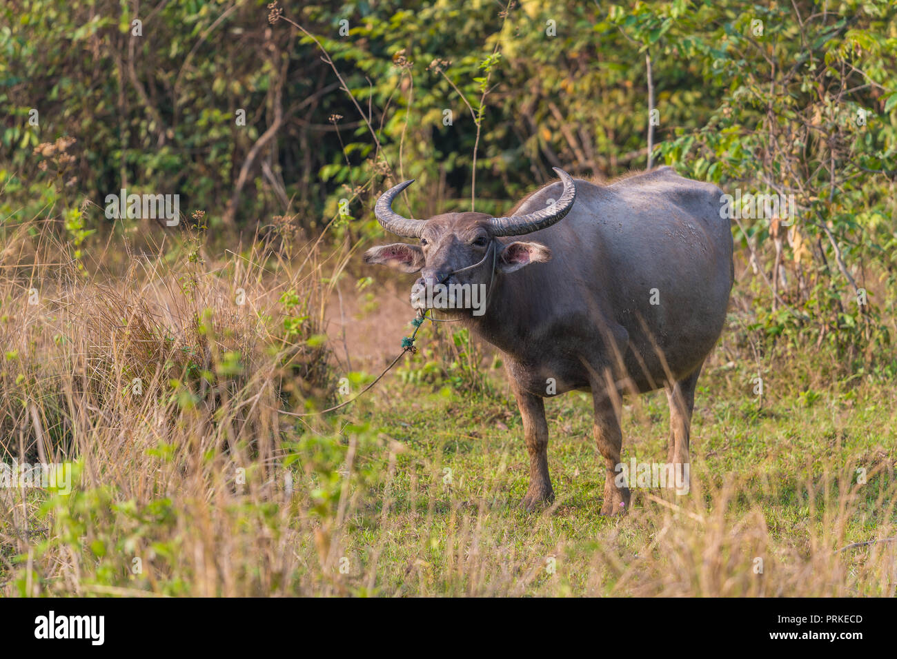 Thai female baffalo standing in the field with morning sunlight Stock ...