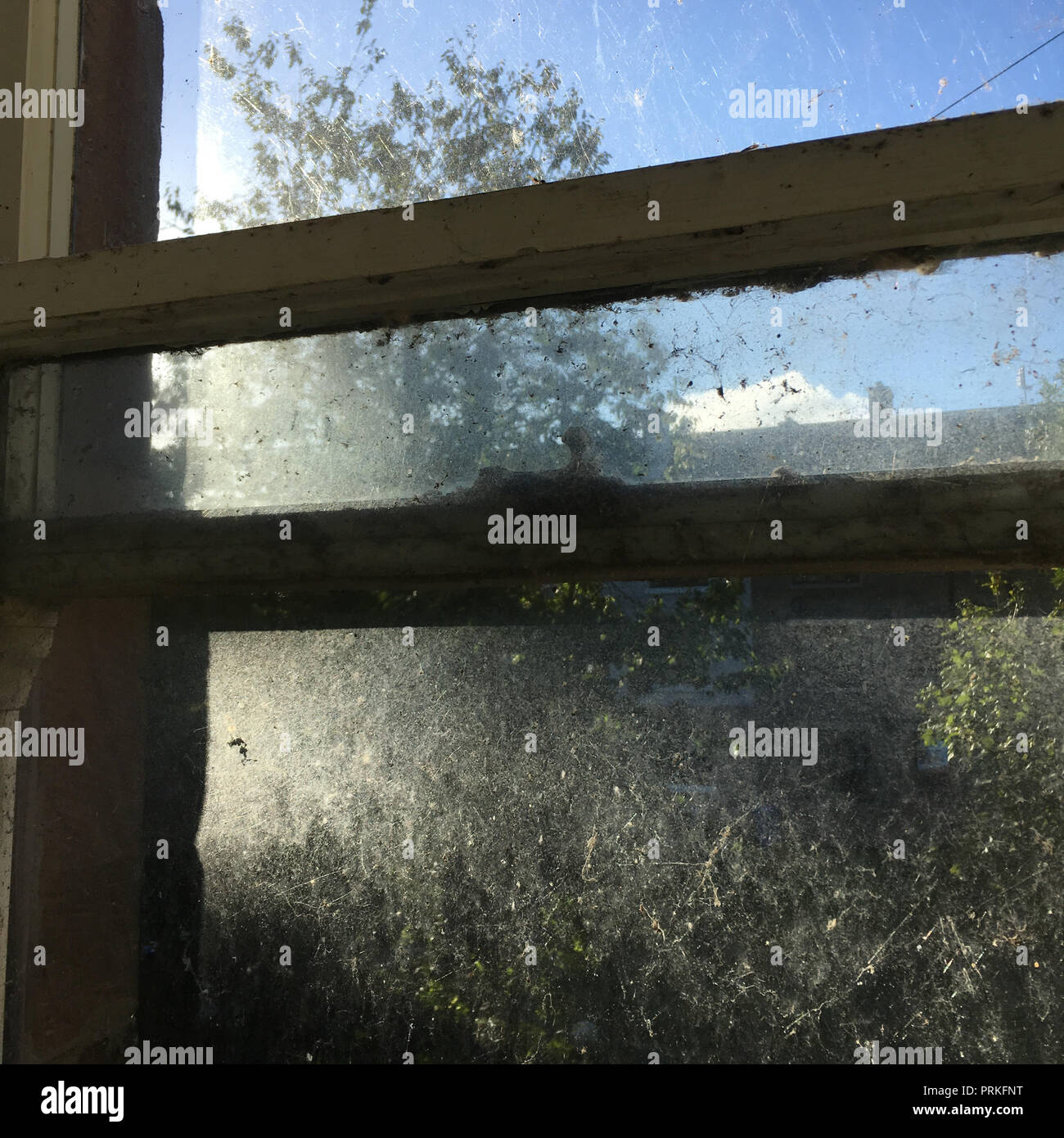Spiders web and window, in Glasgow, Scotland Stock Photo - Alamy
