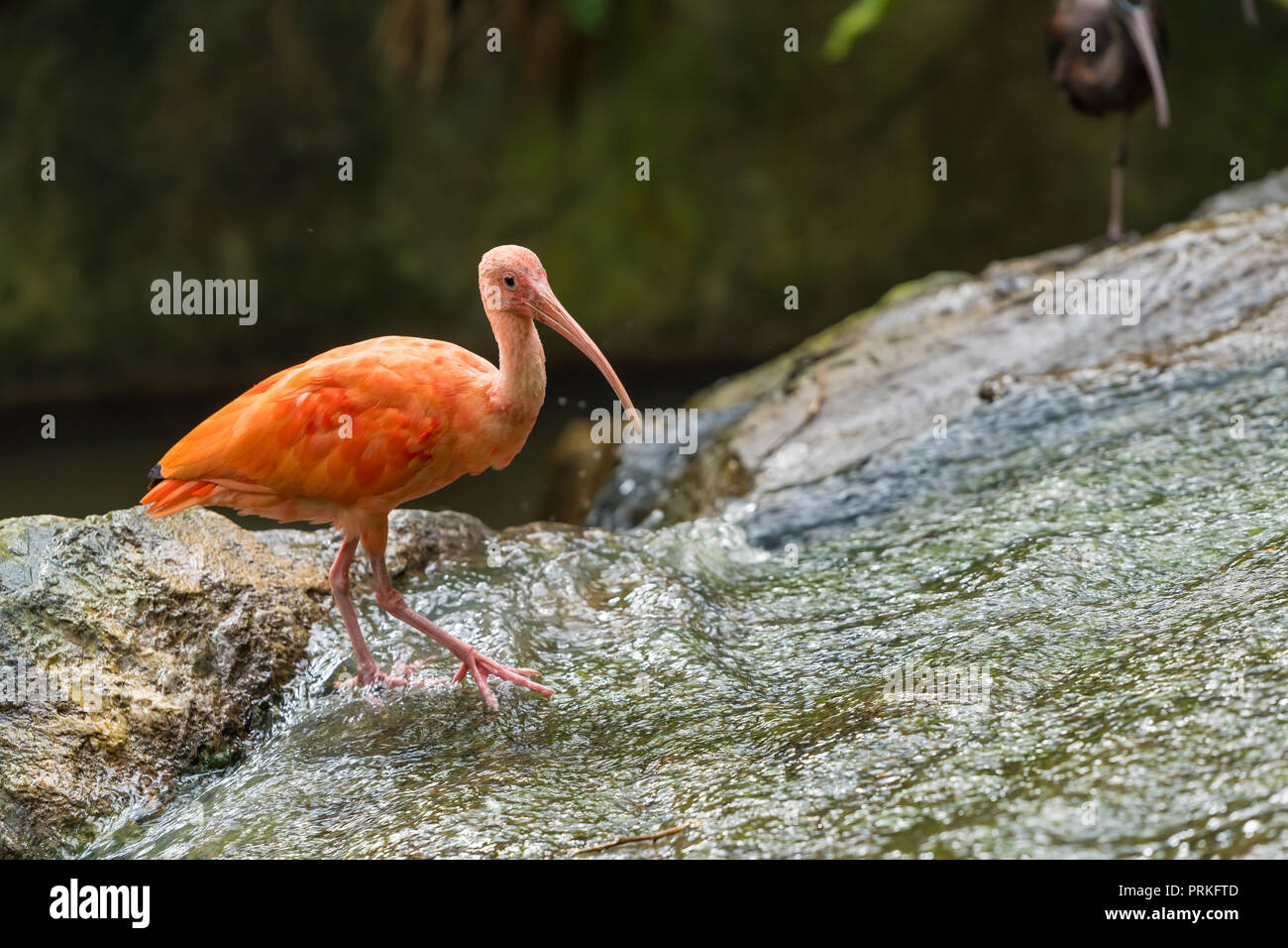 The scarlet ibis (Eudocimus ruber) is a species of ibis in the bird ...