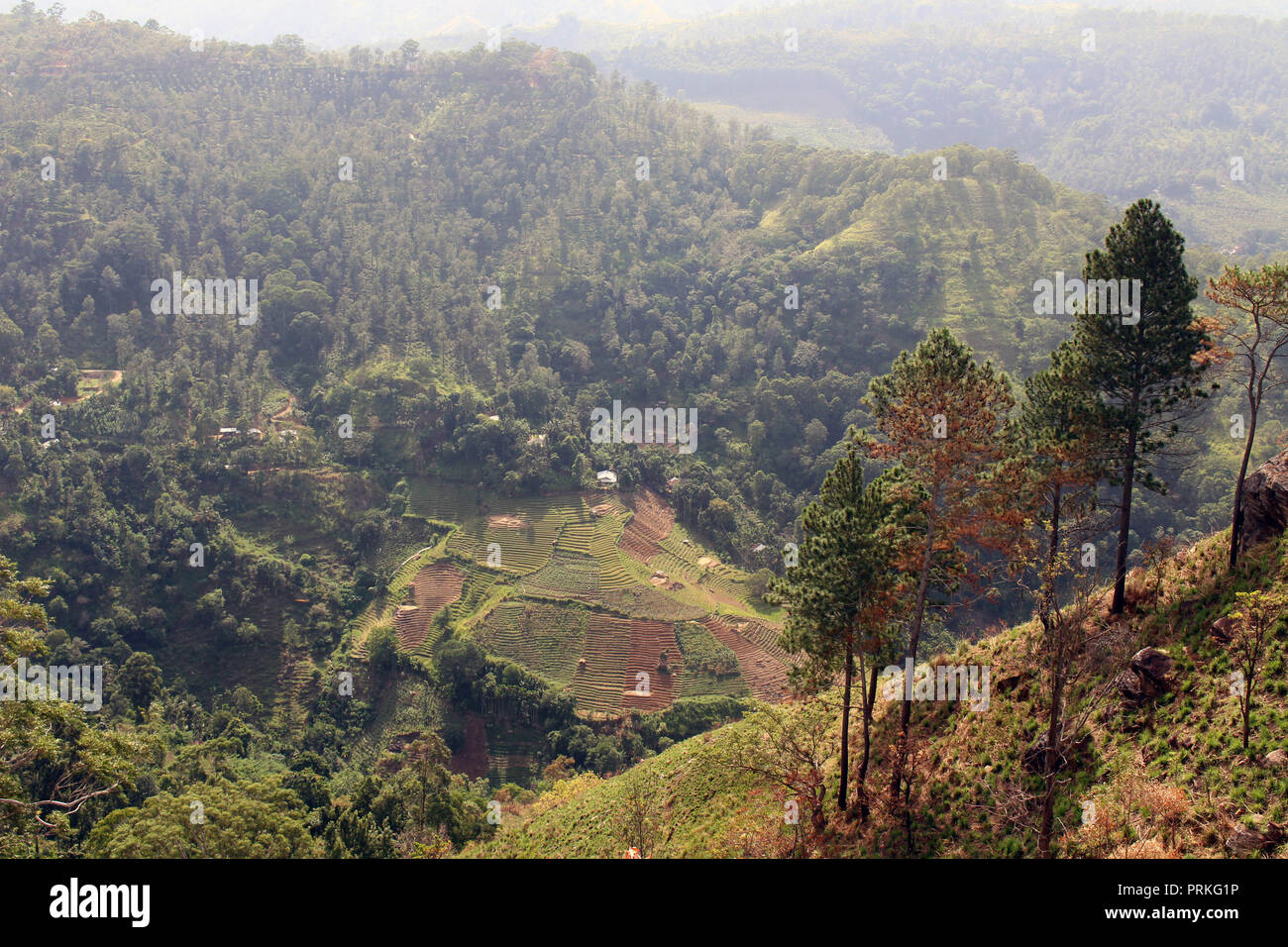 The Ella tea plantation from Little Adam's Peak in Ella. Taken in Sri ...