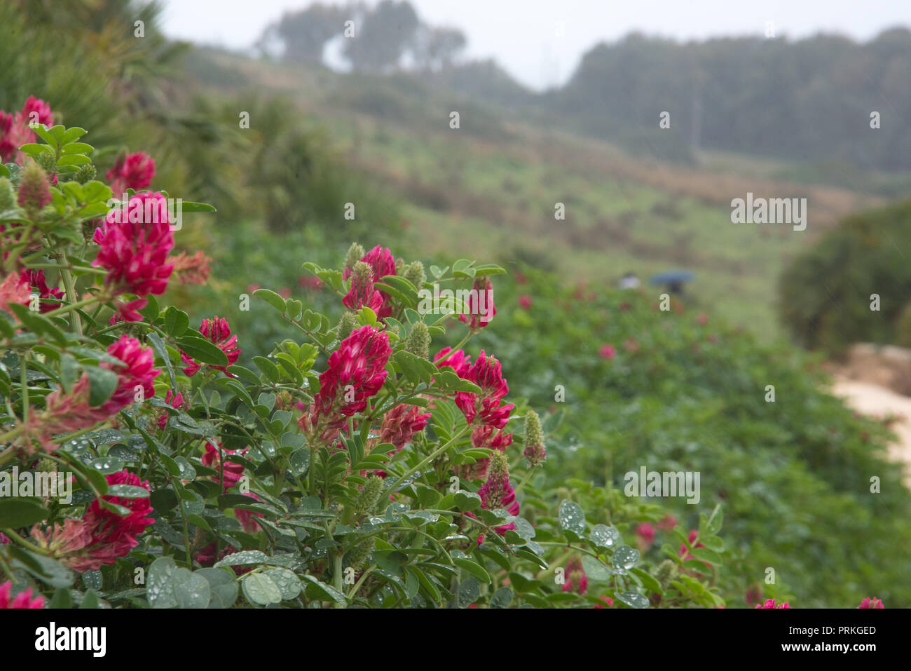 Bush with bright red blooms on a rainy spring day Stock Photo - Alamy