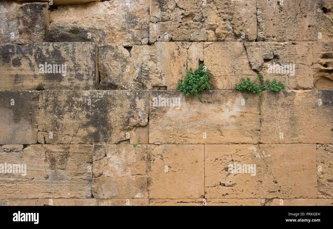 Texture of ancient roman wall with green plants growing on it Stock ...
