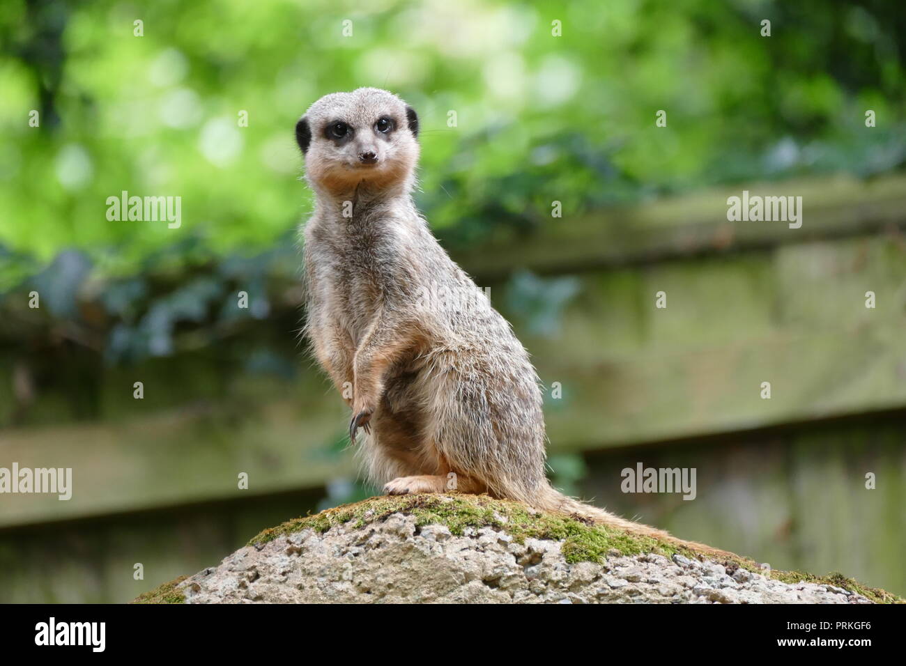 Lone meerkat hi-res stock photography and images - Alamy