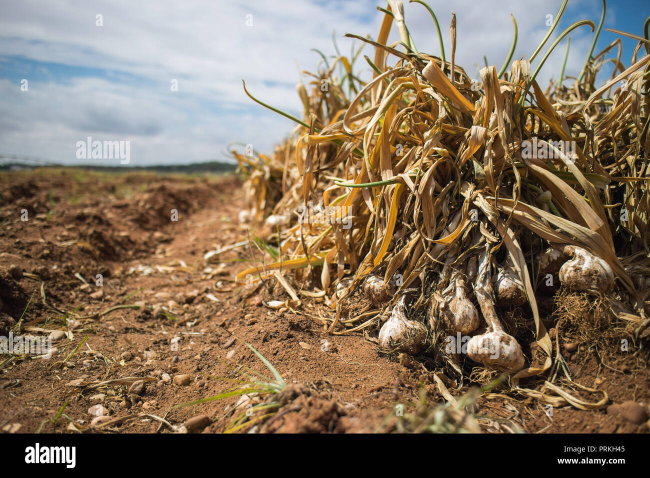 Garlic field france hi-res stock photography and images - Alamy