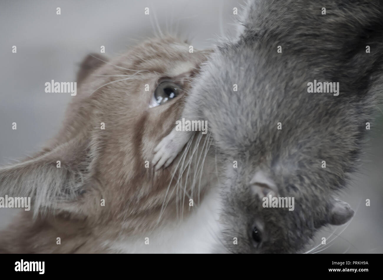 Red-haired young cat caught a big grayish rat. Toned photo Stock Photo ...
