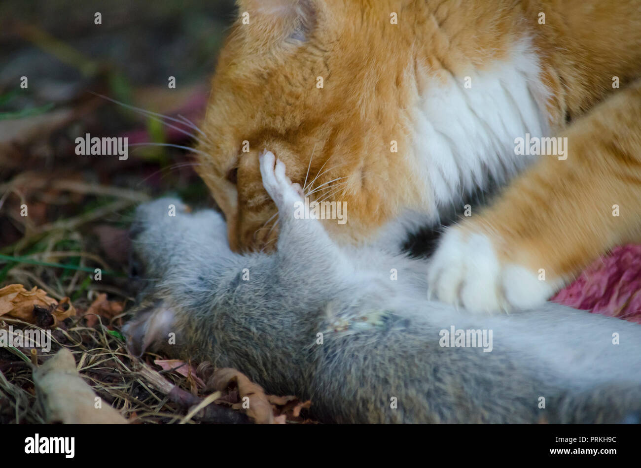 Red-haired young cat caught a large gray rat Stock Photo - Alamy Red-haired young cat caught a large gray rat Stock Photo - Alamy