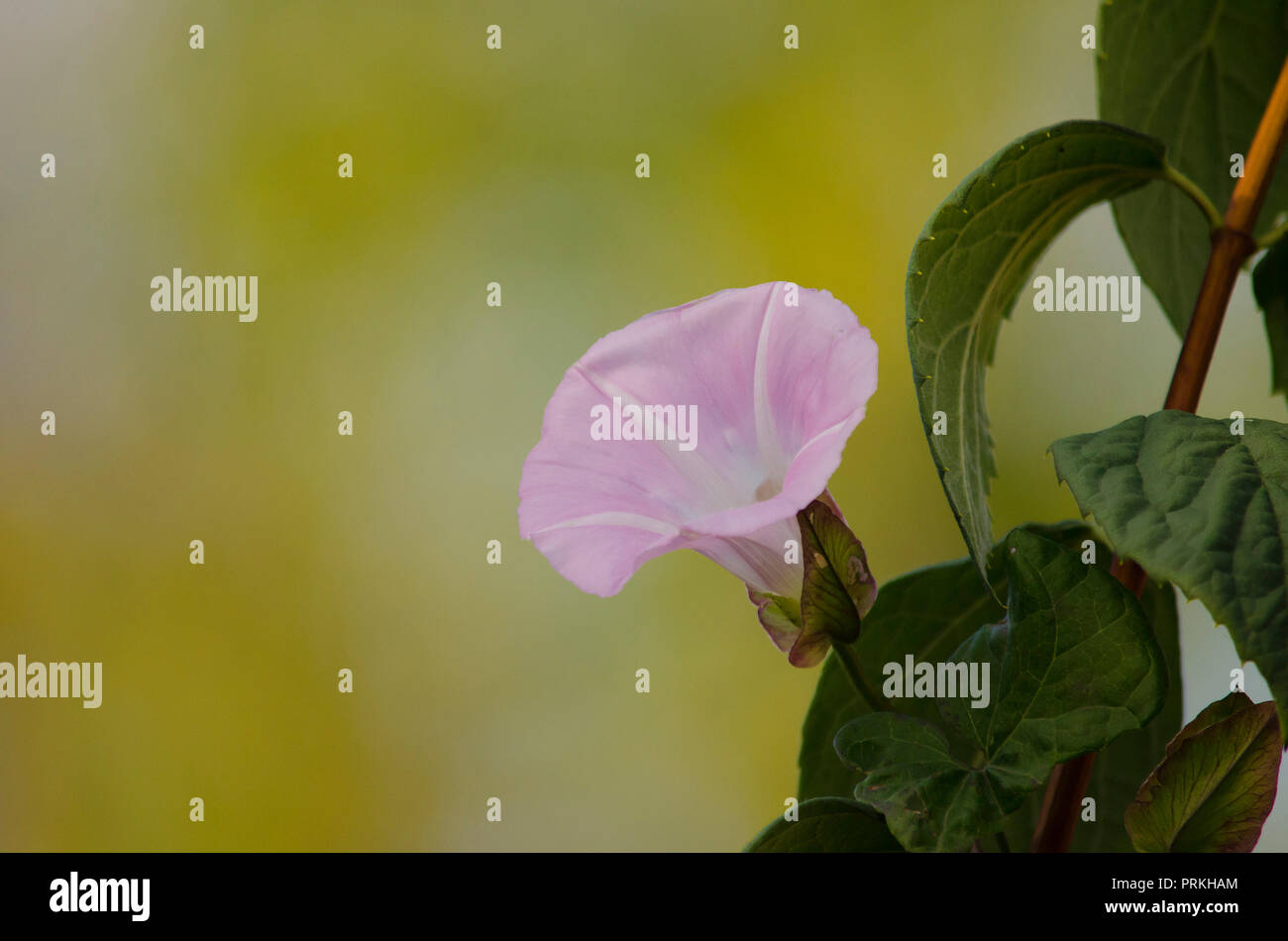 Pink flower of loach on a gentle blurred background Stock Photo - Alamy