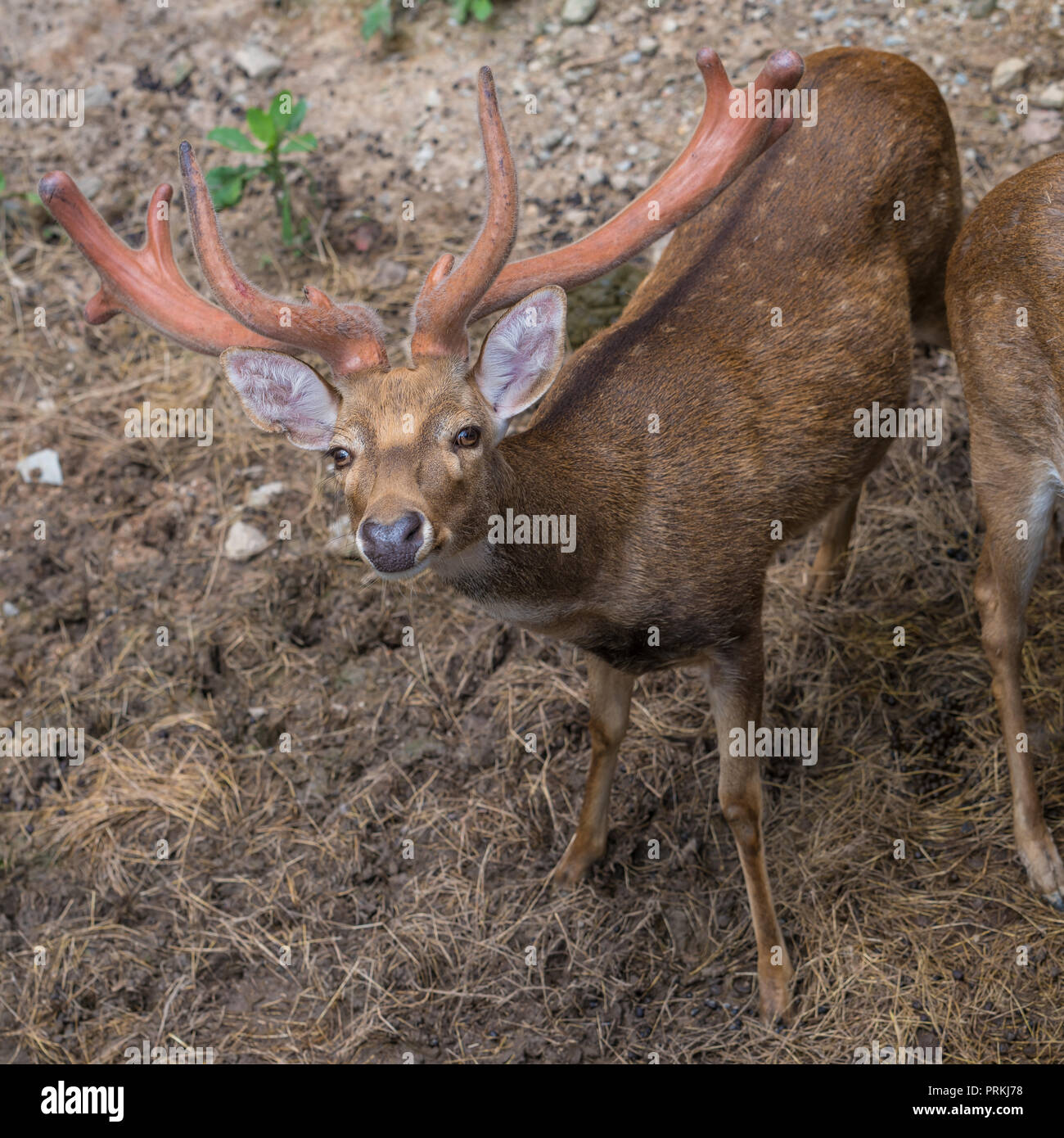 A male brow-antlered deer in suspicious stare Stock Photo - Alamy