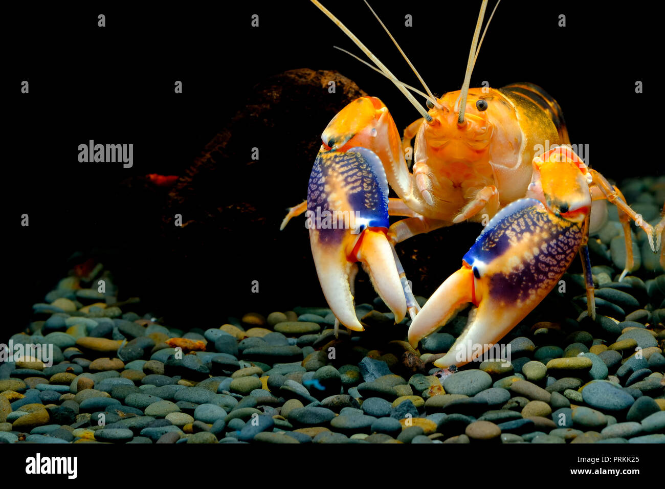 Volcano Destructor, a new breed of crayfish developed by Thai people ...