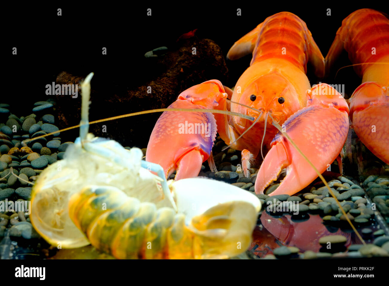 Volcano Destructor, a new breed of crayfish developed by Thai people ...