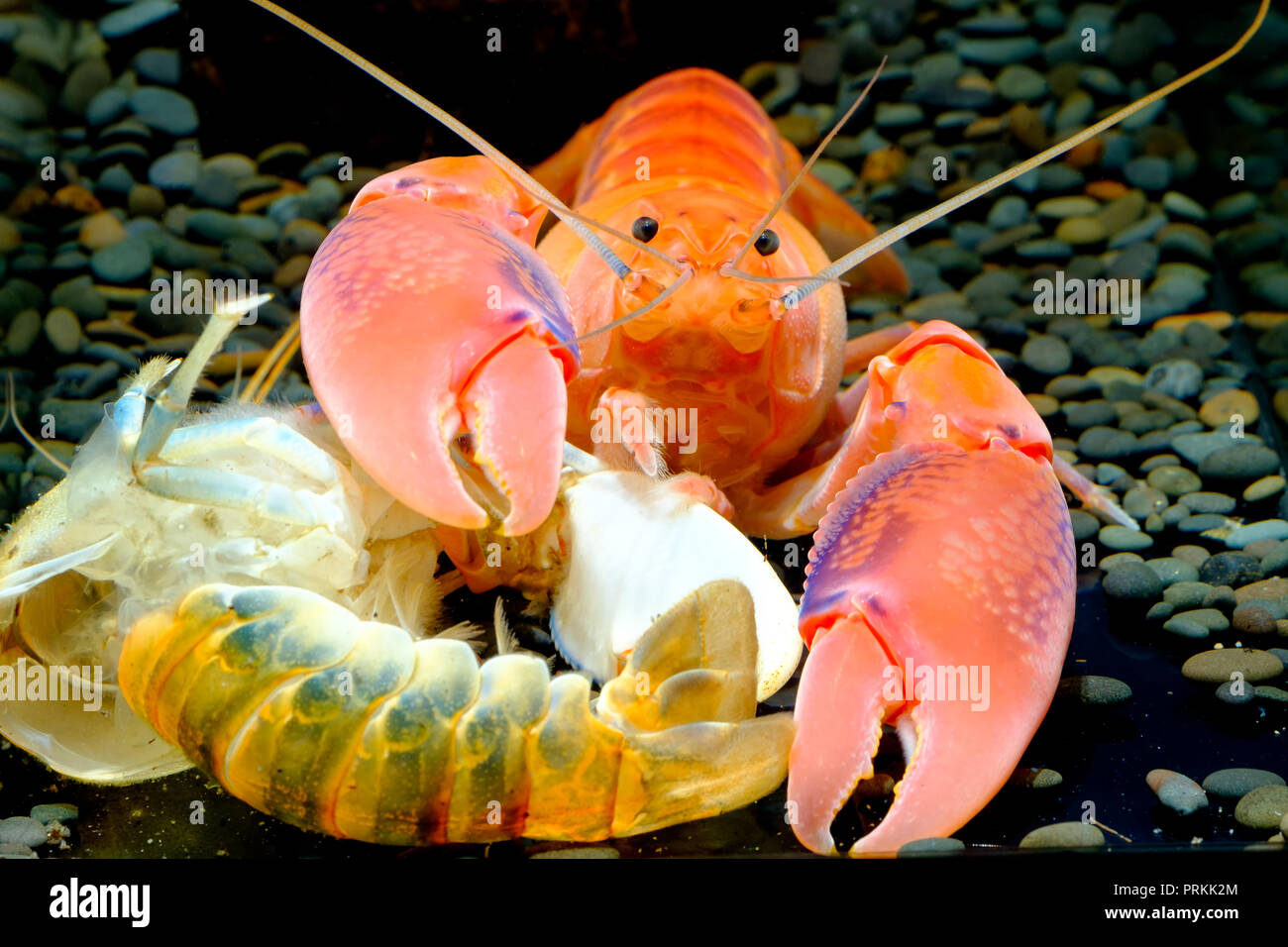Volcano Destructor, a new breed of crayfish developed by Thai people ...