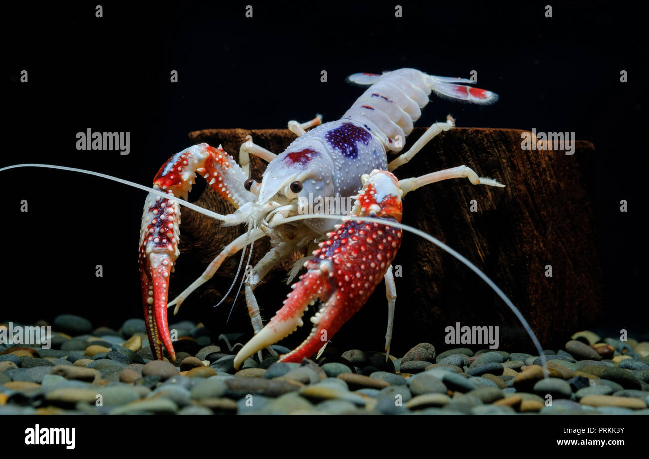 crayfish ghost in the aquarium Stock Photo - Alamy