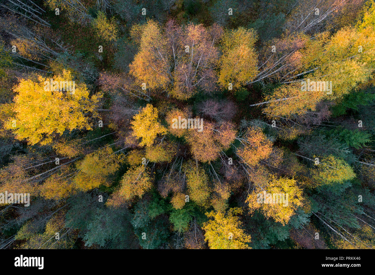 Aerial view of colorful fall foliage of boreal forest in nordic country ...
