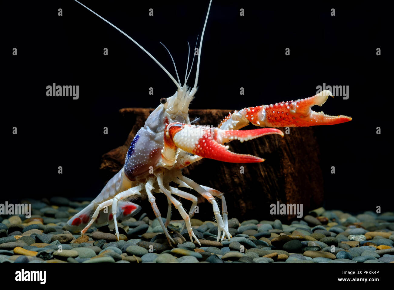 crayfish ghost in the aquarium Stock Photo - Alamy