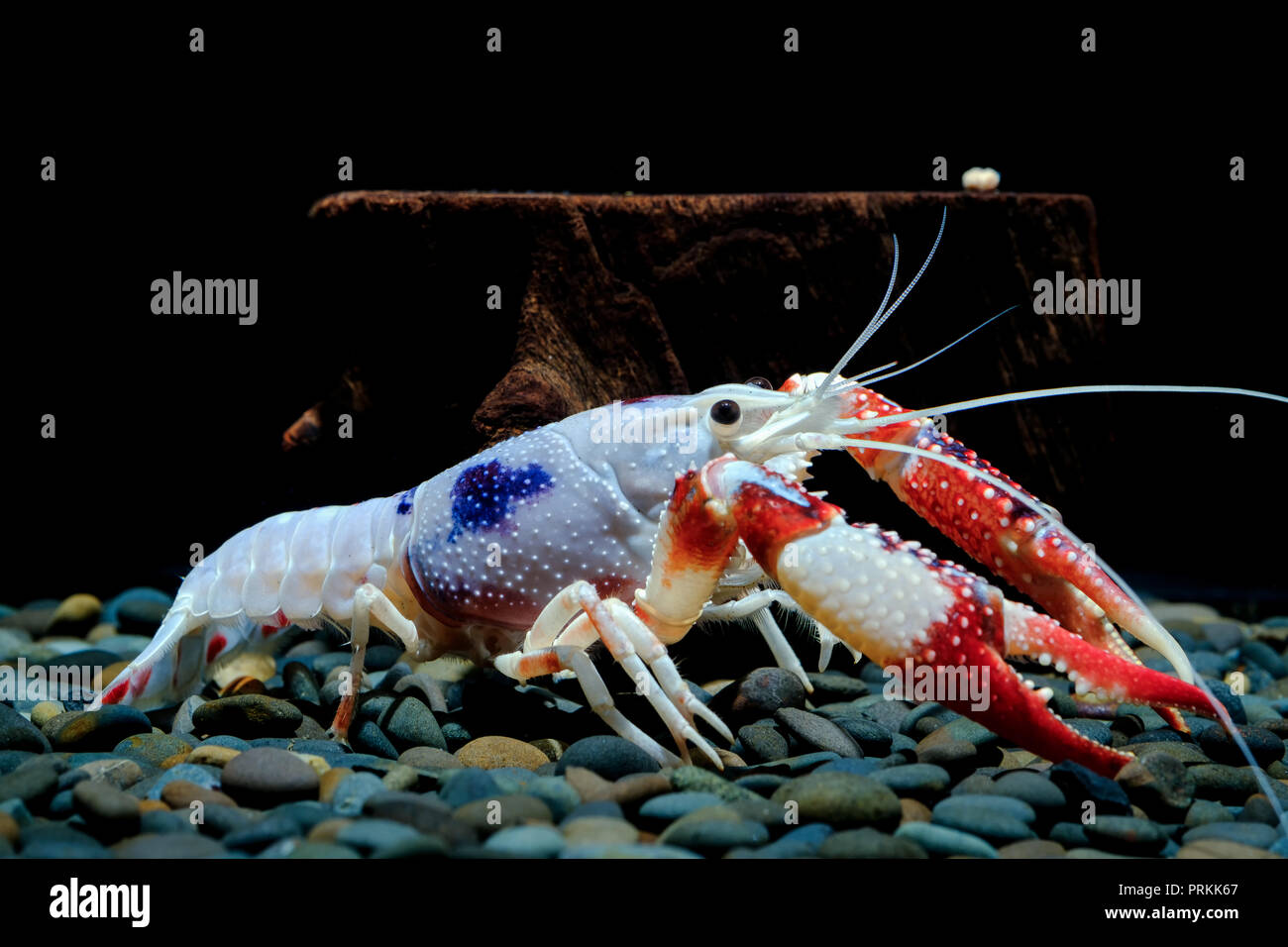 crayfish ghost in the aquarium Stock Photo - Alamy