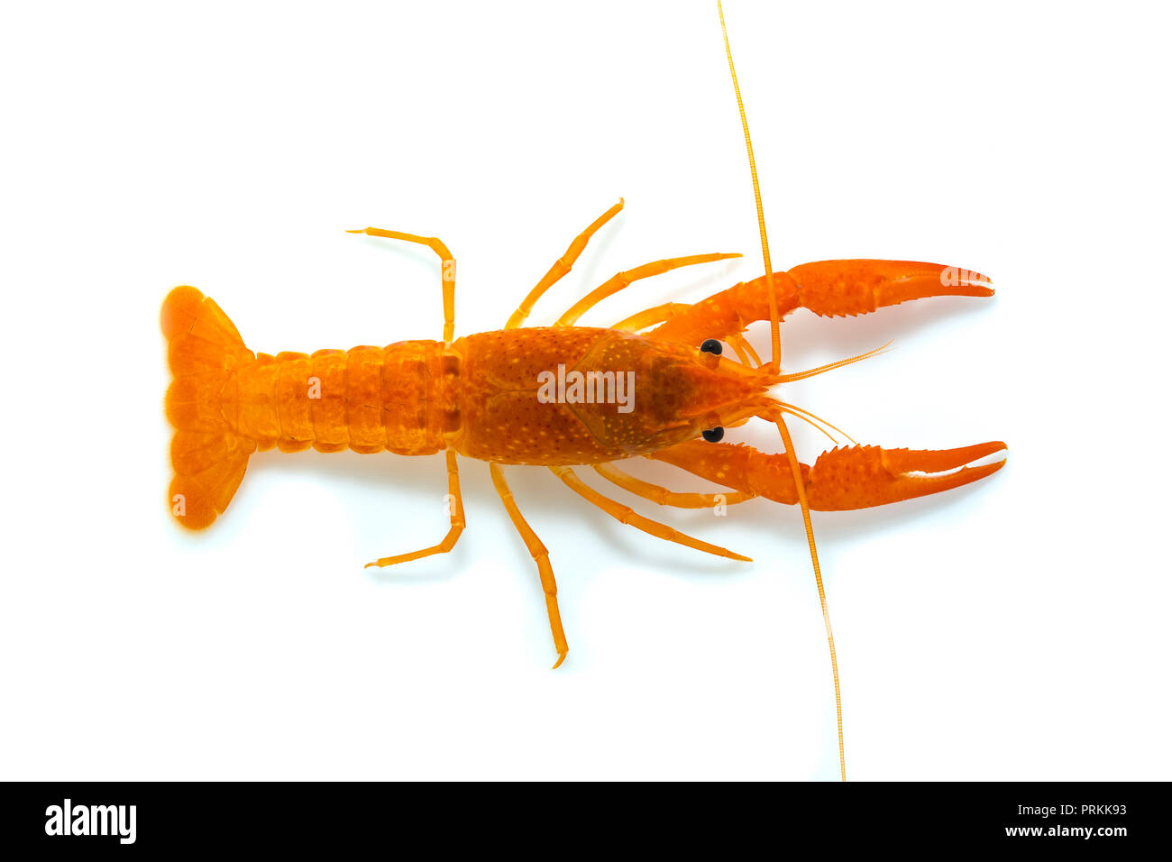 Ground Crayfish High Resolution Stock Photography and Images - Alamy