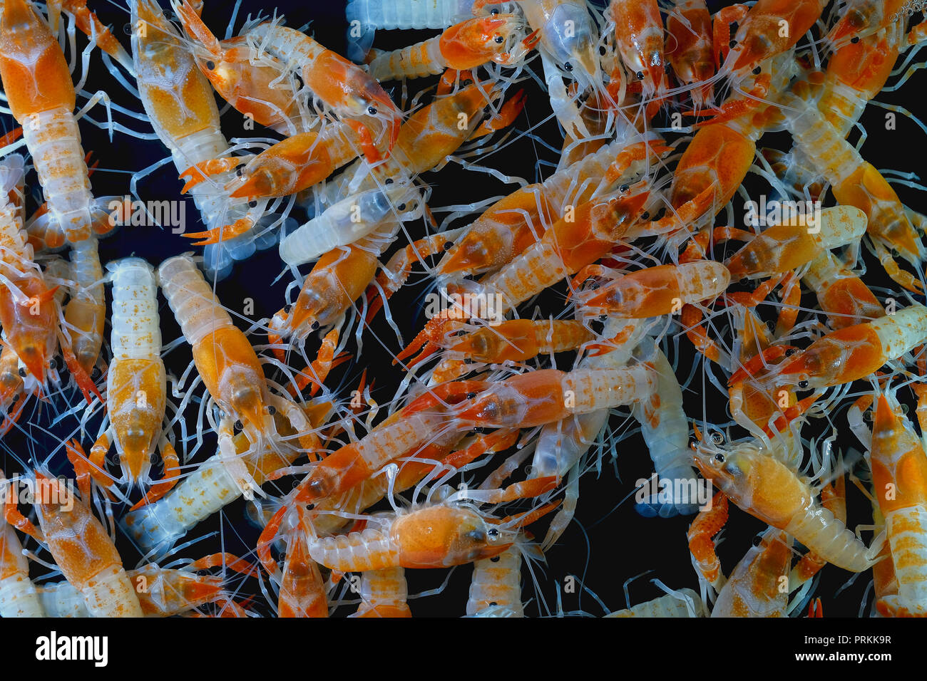 Ground crayfish hi-res stock photography and images - Alamy