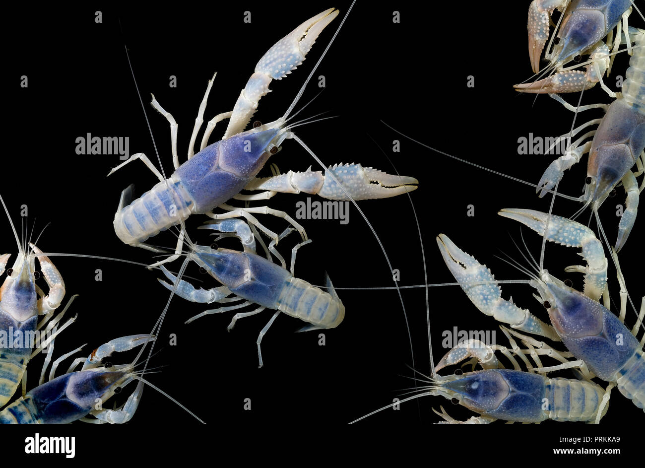 Yabbies crayfish hi-res stock photography and images - Alamy