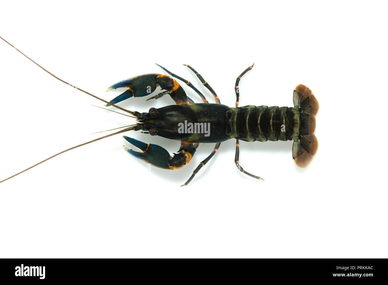 Yabby crayfish hi-res stock photography and images - Alamy