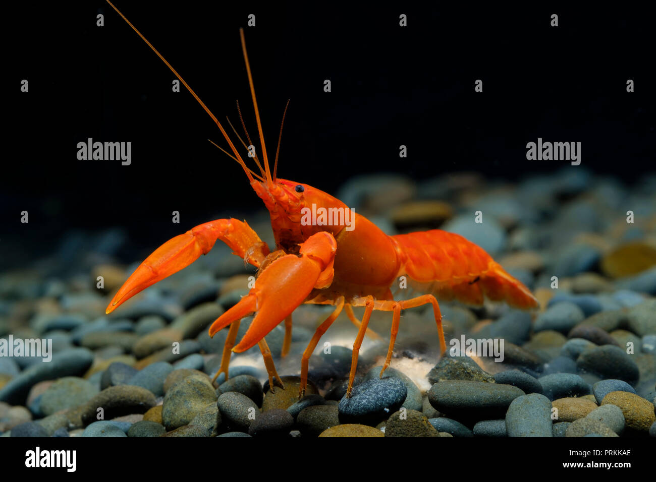 crayfish orange Cherax in the aquarium Stock Photo - Alamy