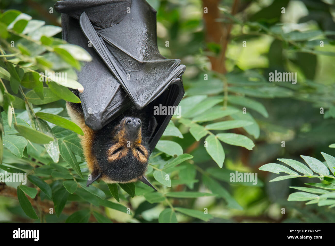 Australian native flying fox hi-res stock photography and images - Alamy