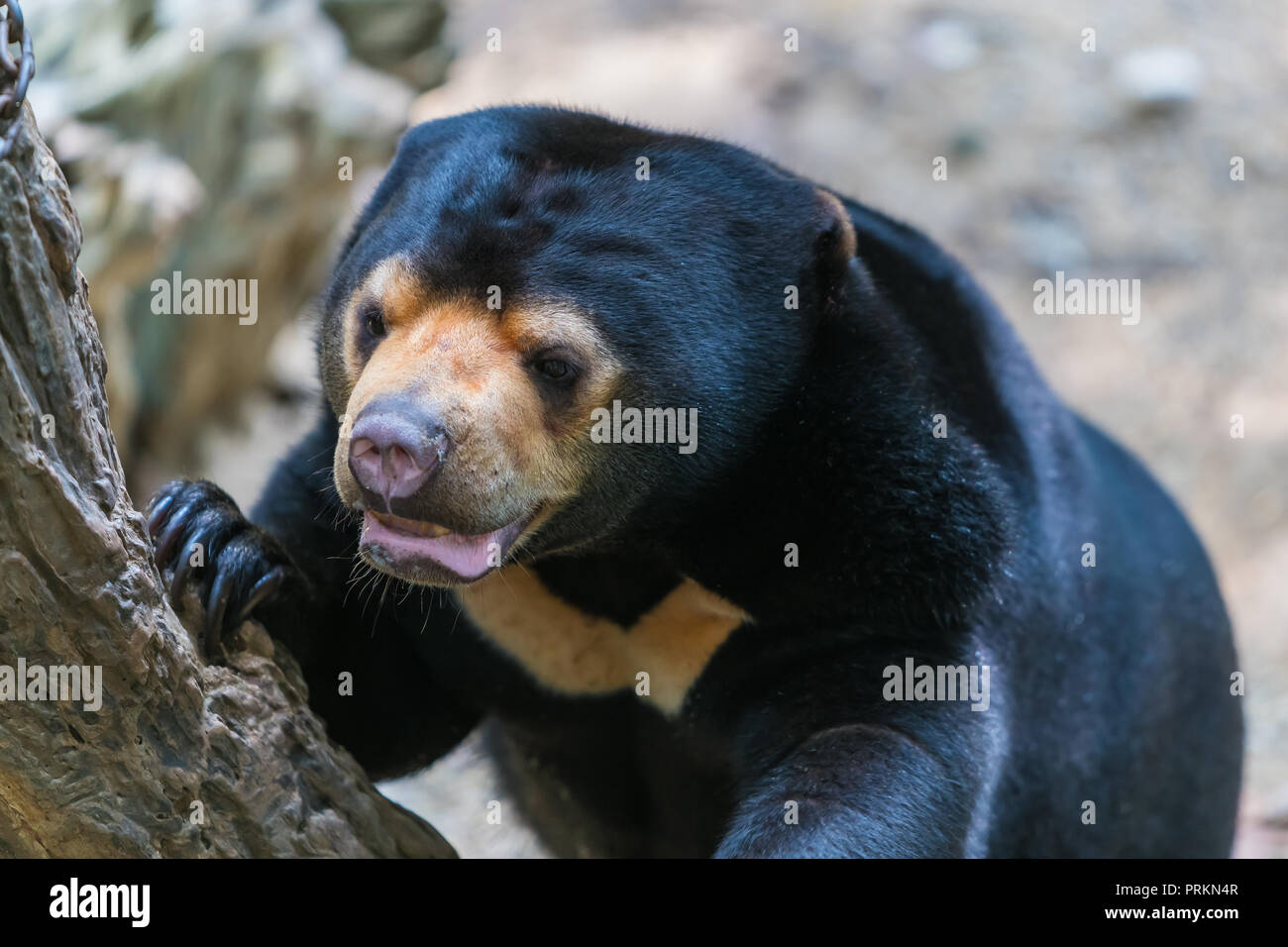 The Malayan Sun Bear climbing the tree in a zoo Stock Photo - Alamy
