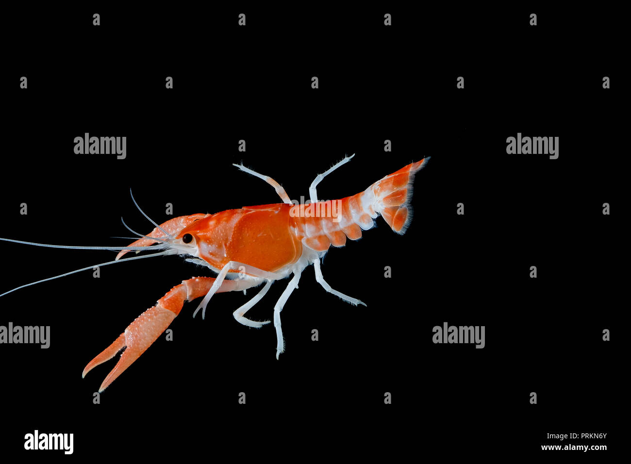 crayfish Procambarus clarkii ghost Floating in the aquarium Stock Photo ...