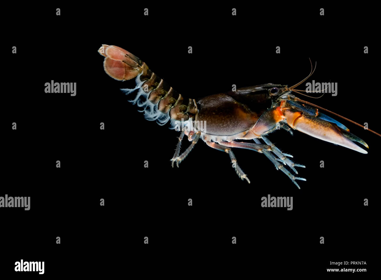 crayfish Procambarus clarkii ghost Floating in the aquarium Stock Photo ...