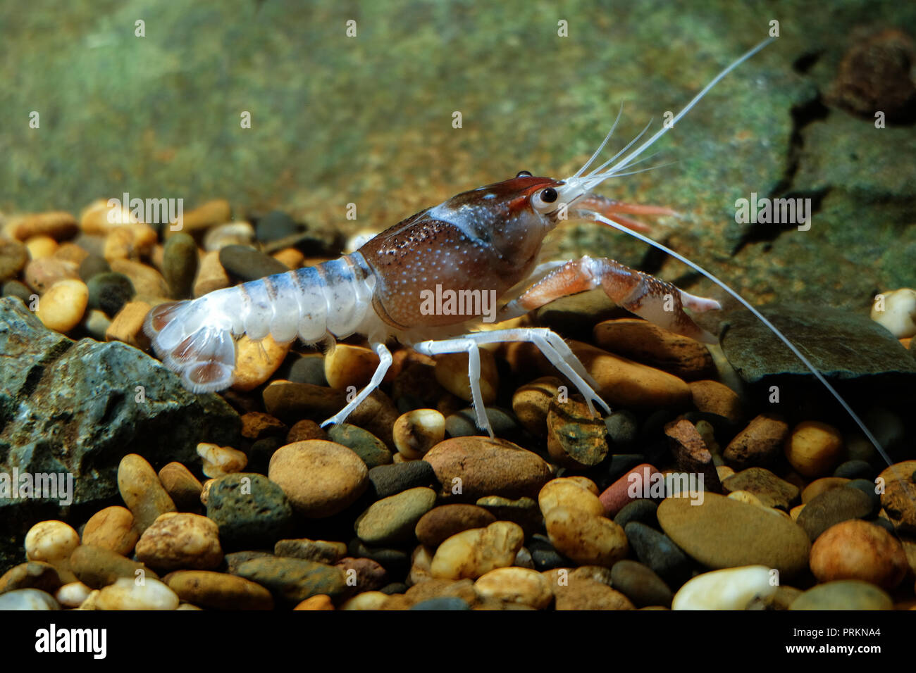 crayfish Procambarus clarkii ghost in the aquarium Stock Photo - Alamy