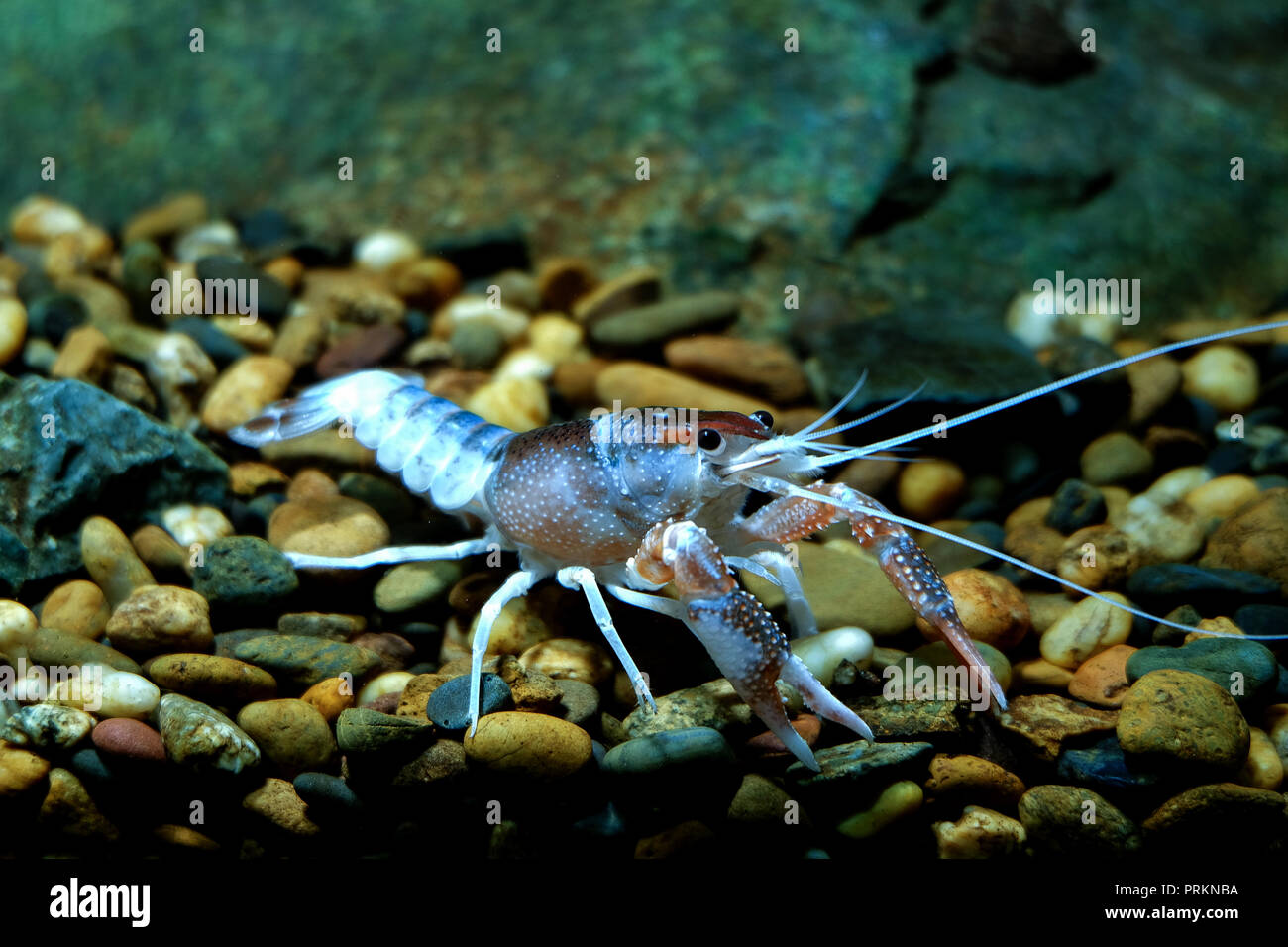 crayfish Procambarus clarkii ghost in the aquarium Stock Photo - Alamy