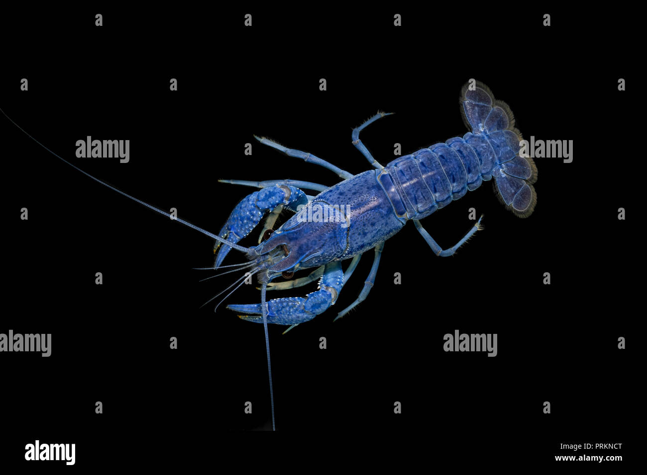 Ghost crab australia hi-res stock photography and images - Alamy
