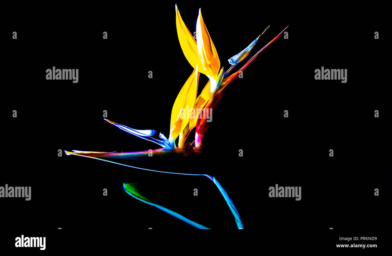 Birds of paradise hi-res stock photography and images - Alamy