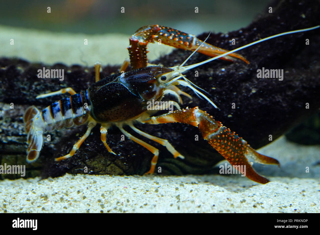 crayfish Procambarus clarkii ghost in the aquarium Stock Photo - Alamy