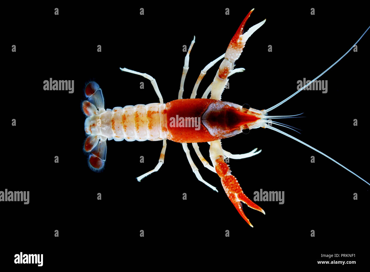 crayfish Procambarus clarkii ghost in the aquarium Stock Photo - Alamy